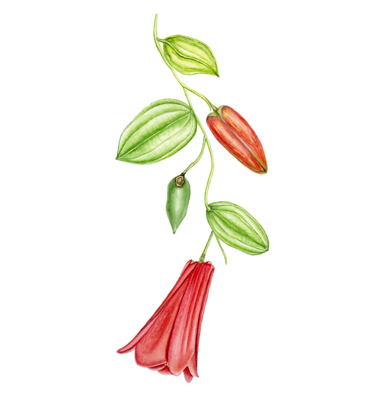 copihue - Revista Endémico