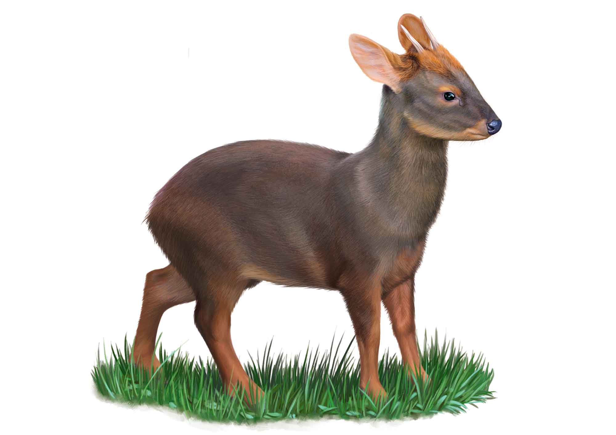 pudu - Revista Endémico