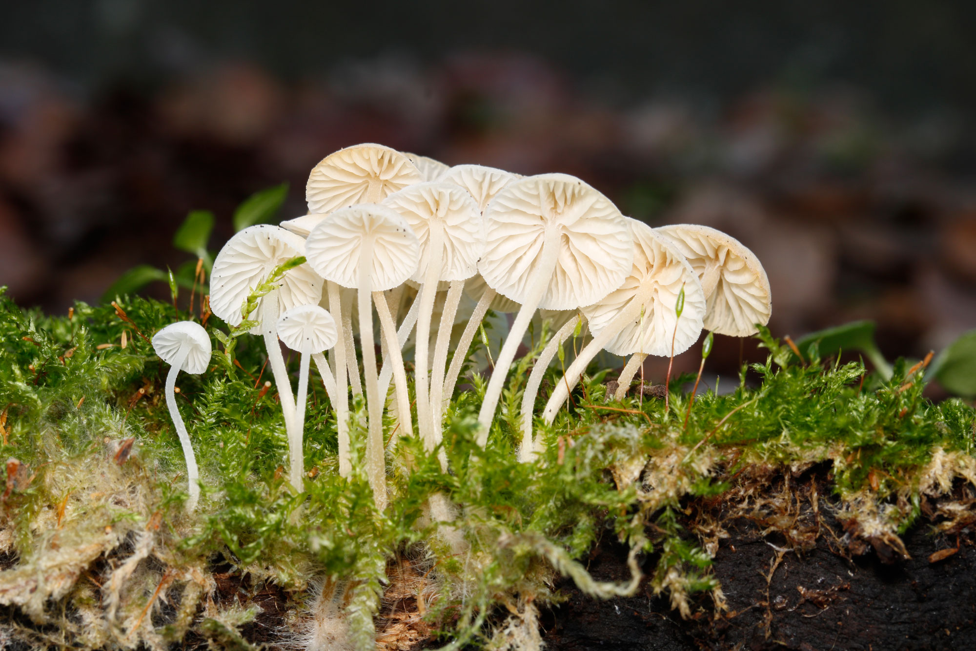 El insospechado impacto de la fotografía de hongos - Revista Endémico
